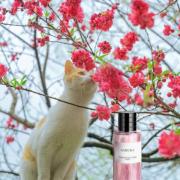 Sakura Dior perfume - a fragrance for women and men 2018