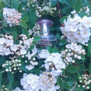 Pretty Elizabeth Arden perfume - a fragrance for women 2009